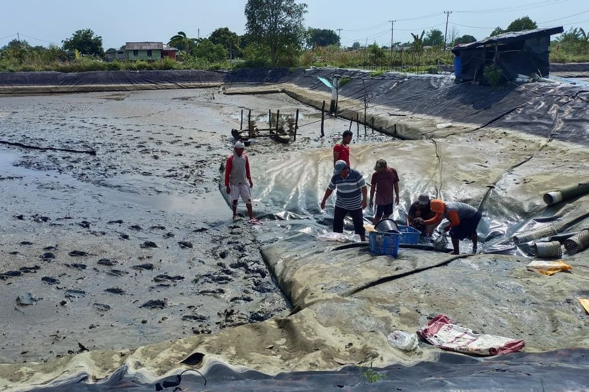 Ubah Lahan Pertanian, Pengusaha Tambang Udang di Batang Jadi Tersangka ...