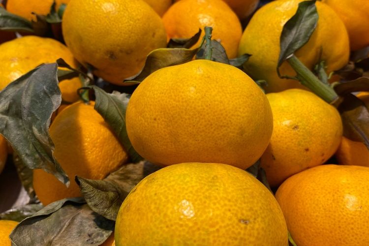 Cara Menanam Jeruk Baby agar Panennya Melimpah