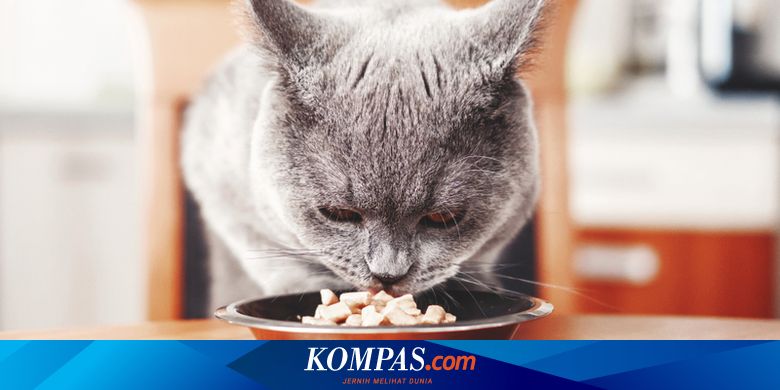 Apa Keunggulan Makanan Basah untuk Kucing? Ini Penjelasannya