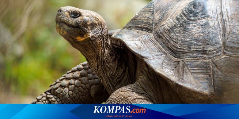 The Importance of Turtles' Shells: Protection, Heat Absorption ...