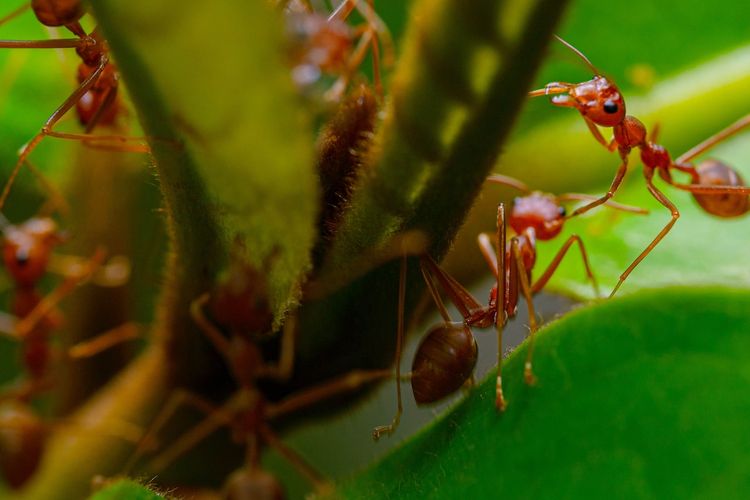 13 Cara Mengusir Semut Merah di Rumah dan Halaman
