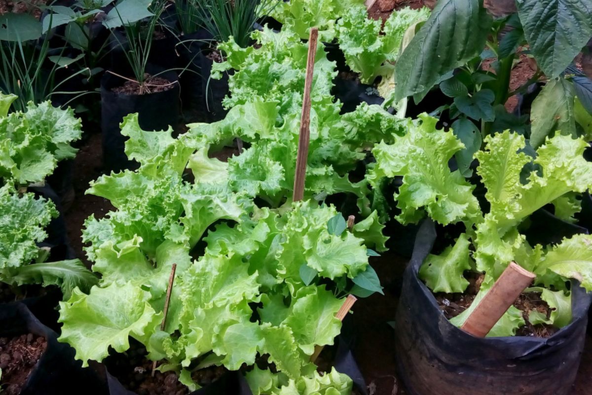 Cara Menanam Sayuran di Lahan Sempit, Cocok di Pekarangan Rumah