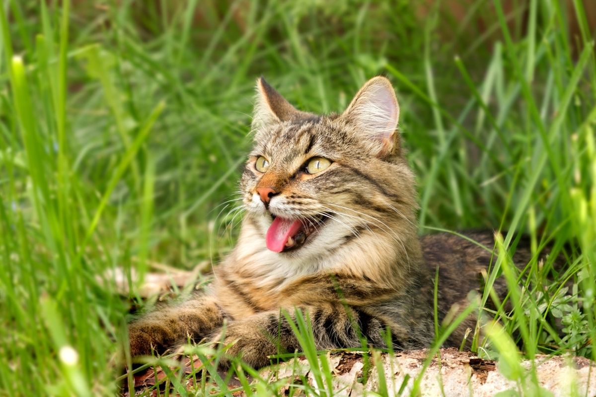 7 Cara Mengusir Kucing yang Suka Menggali Tanah dan BAB di Rumput ...