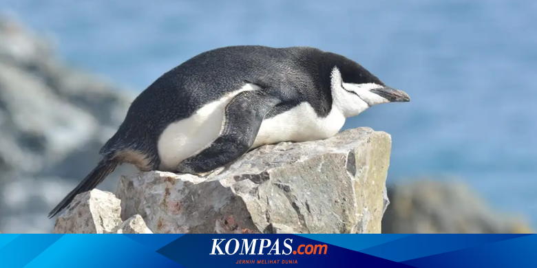 Gara-gara Seekor Penguin, Helikopter Jatuh di Afrika Selatan