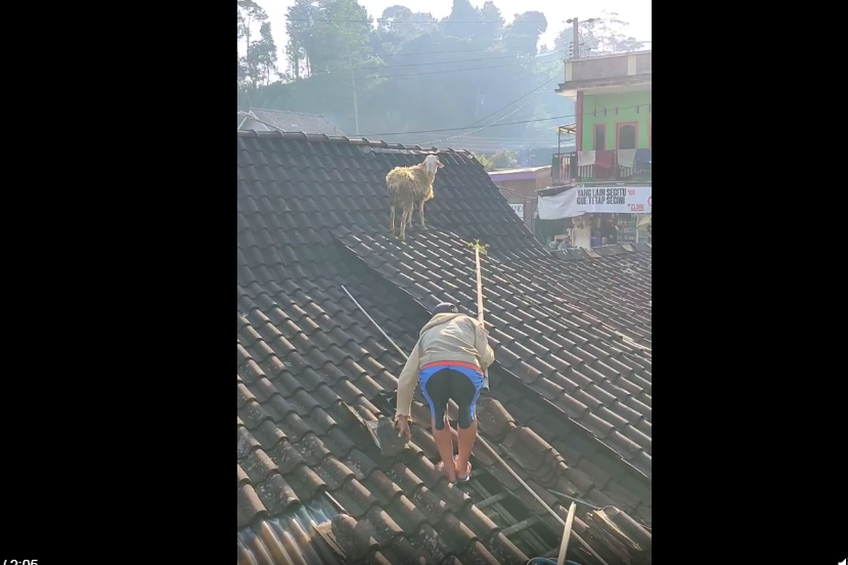 Cerita di Balik Video Viral Kambing Kurban Lari ke Atap