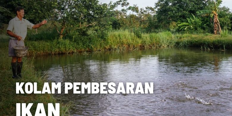Mengenal Kolam Pembesaran Ikan beserta Jenisnya