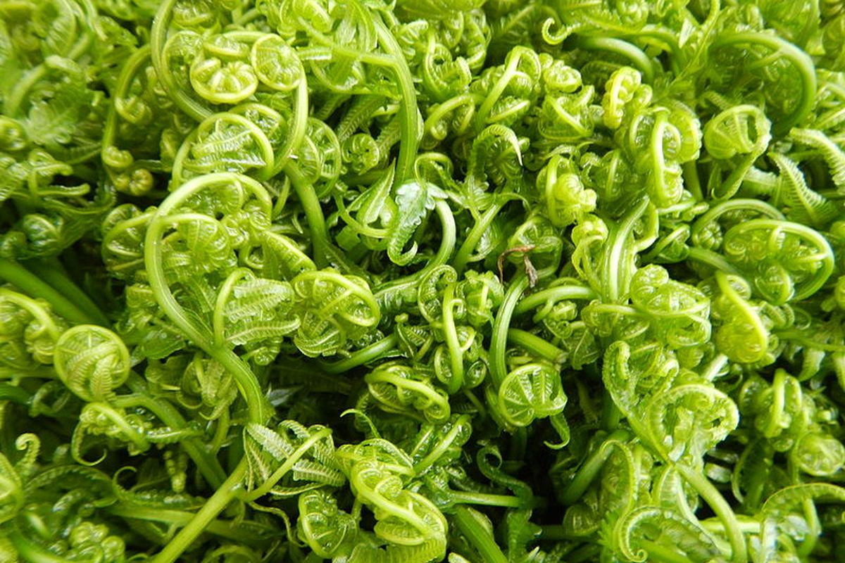 10 Manfaat Daun Pakis Sayur untuk Kesehatan