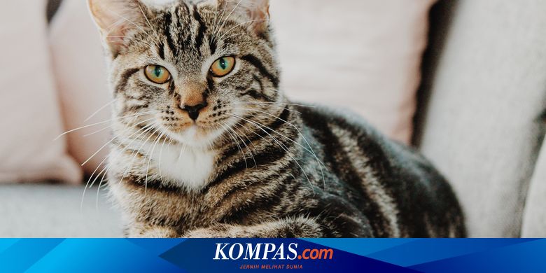 9 Jenis Bau yang Dibenci Kucing