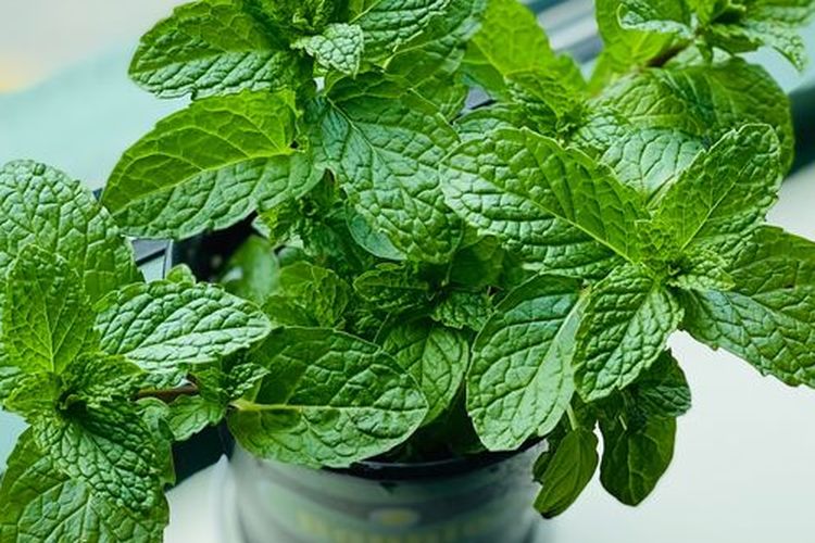 Cara Menanam Tanaman Mint di Rumah dan Merawatnya