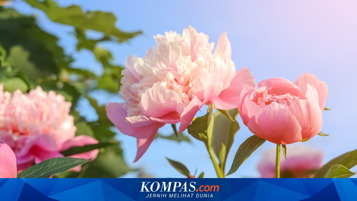 5 Bunga Keberuntungan dan Kemakmuran Menurut Feng Shui