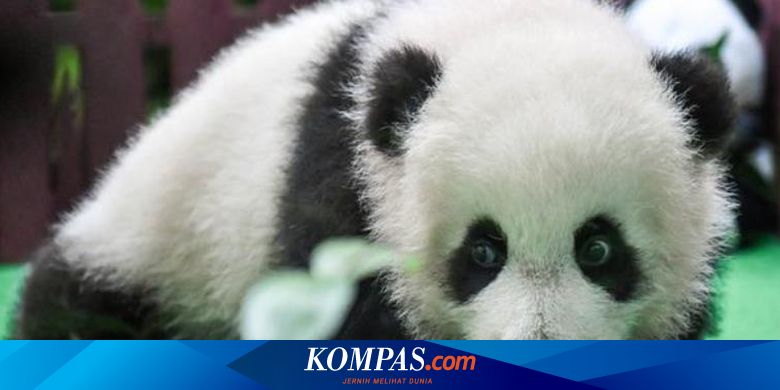 Bayi Panda Kelahiran Kebun Binatang Malaysia Tampil Perdana di Depan Publik