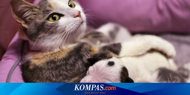 Kucing Rawat Anak Anjing