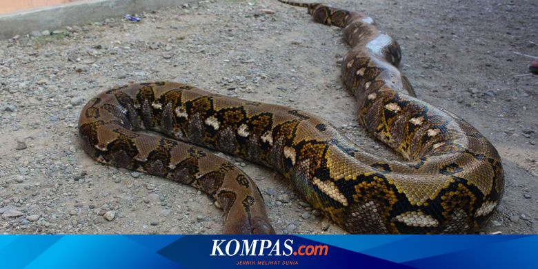 Cerita Sutresno, Wajah Berjarak Setengah Meter dari Kepala Ular Saat ...