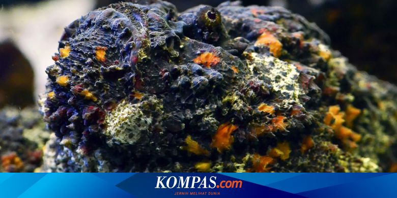 Racun Ikan Batu Berasal dari Mata, Benarkah?