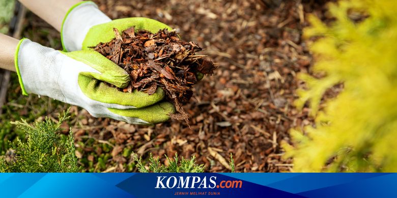 7 Jenis Mulsa Organik untuk Melindungi Tanaman dan Kebun dari Penyakit