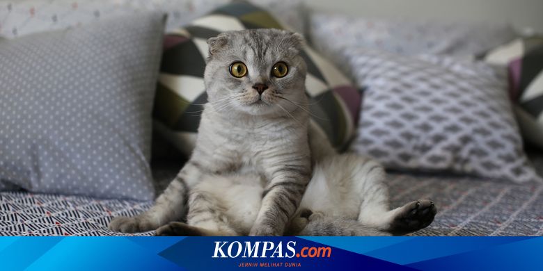 Kucing Ternyata Bisa Tersenyum Saat Senang dan Bahagia, Ini Tandanya ...