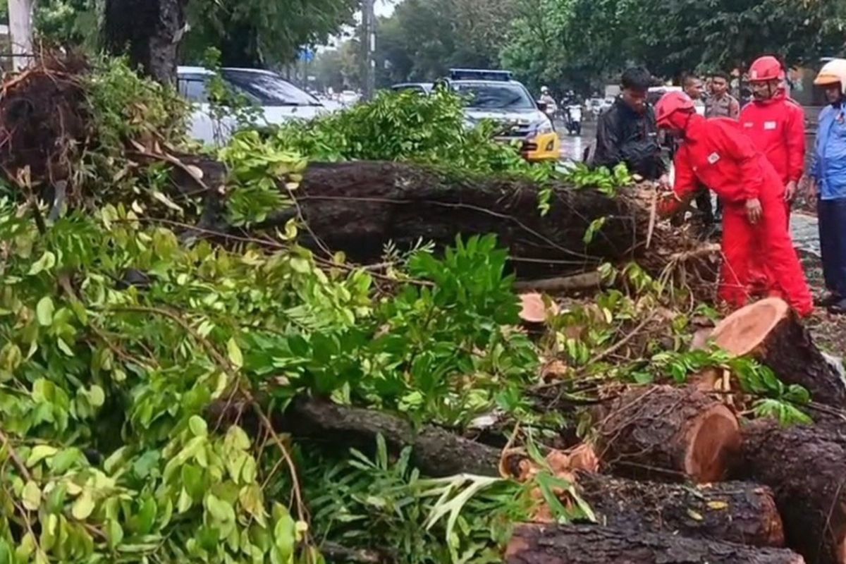Pohon Tumbang Timpa Mushala di Bogor, Tak Ada Korban Jiwa