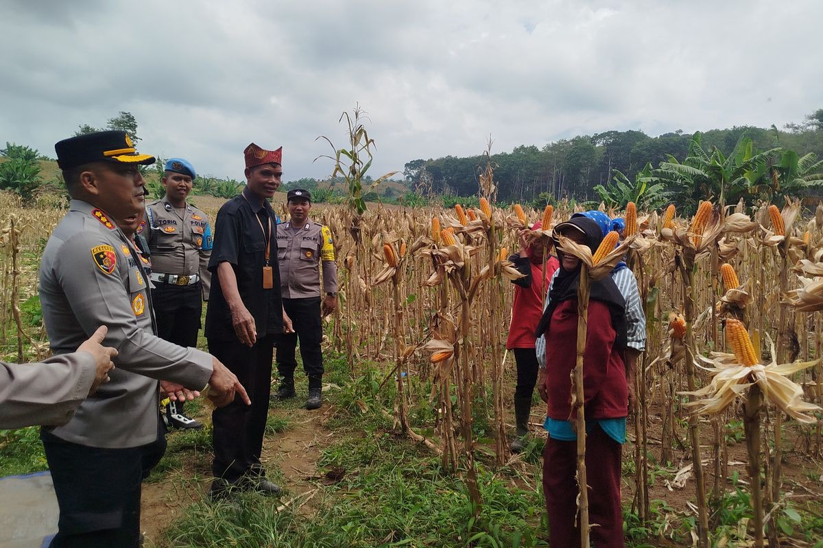 Petik Jagung 8 Jam Sehari, Emak-emak di Banyuwangi Bahagia Ikut Panen Raya