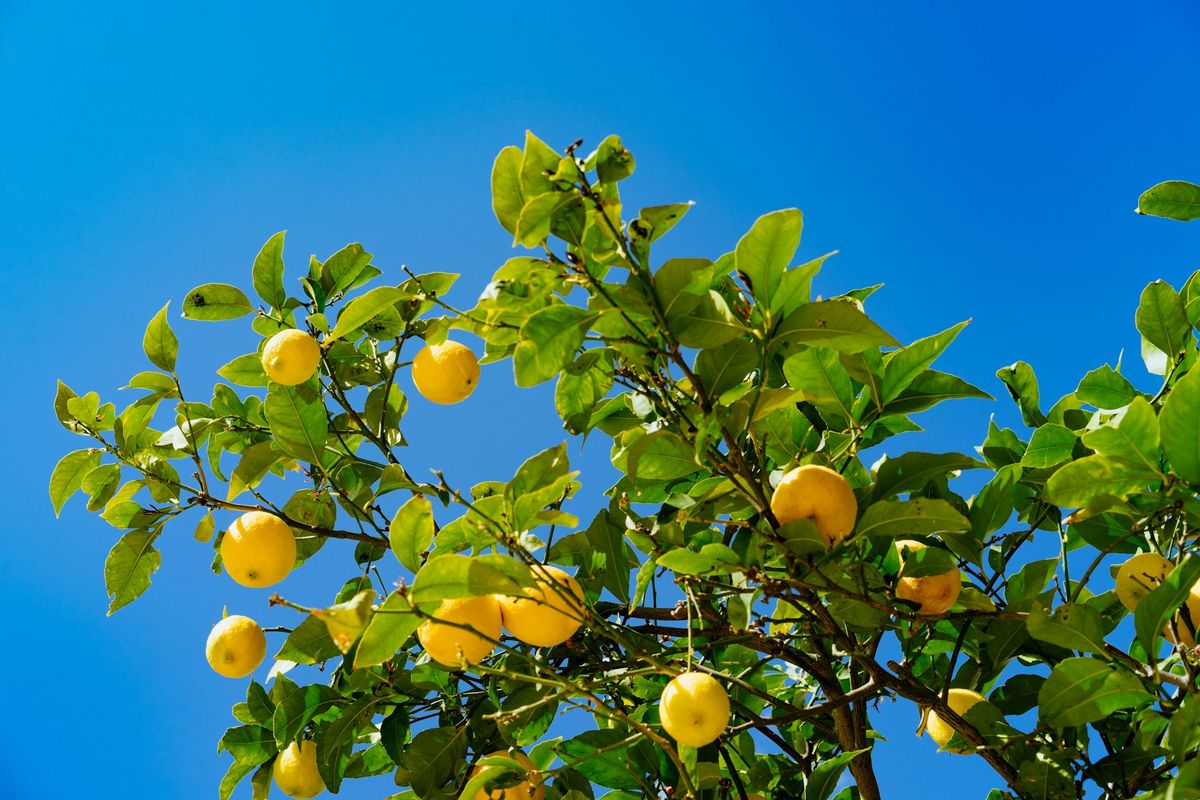 Cara Menanam Pohon Lemon dari Biji di Dalam Pot, Kapan Bisa Panen?
