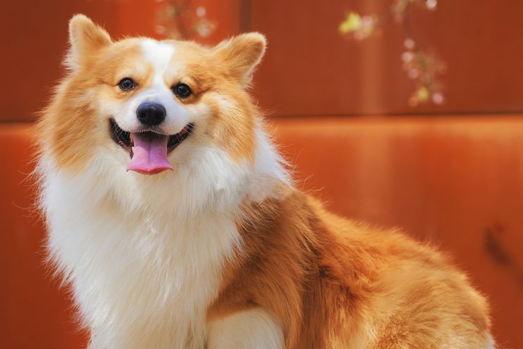 Mengenal Lebih Dekat Anjing-anjing Corgi Peliharaan Ratu Elizabeth II