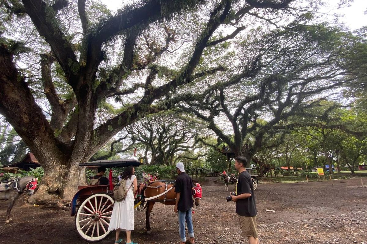 De Djawatan Forest Jadi Destinasi Terfavorit Selama "Long Weekend" di ...
