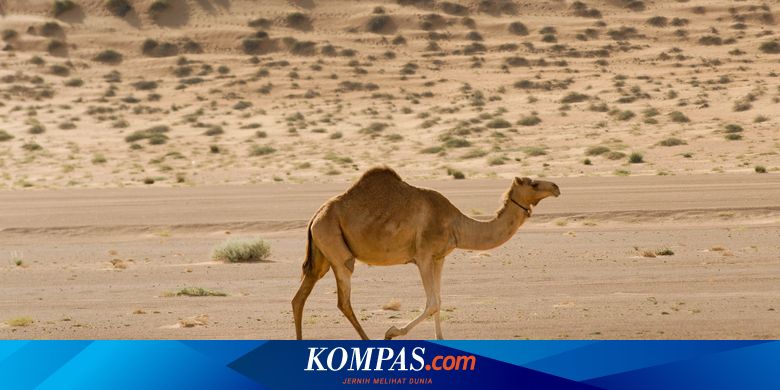 Ilmuwan: Air Mata Unta Berpotensi Menetralisir Bisa dari 26 Spesies Ular