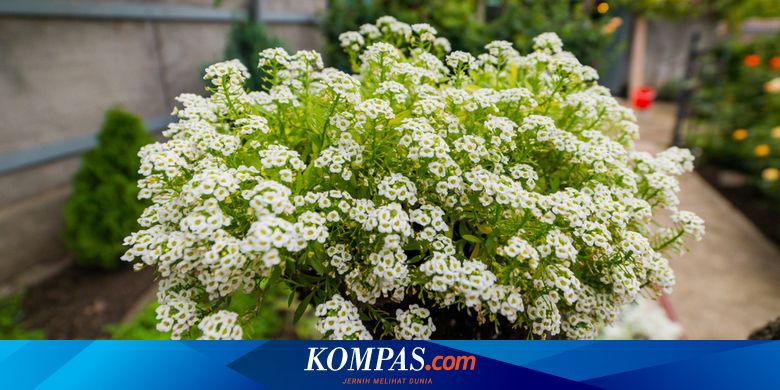 6 Bunga Kecil yang Dapat Mempercantik Taman