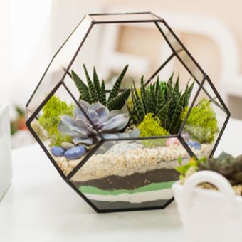 Cara Membuat Terarium yang Minim Perawatan