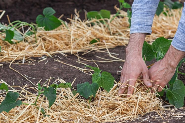 7 Jenis Mulsa Organik untuk Melindungi Tanaman dan Kebun dari Penyakit