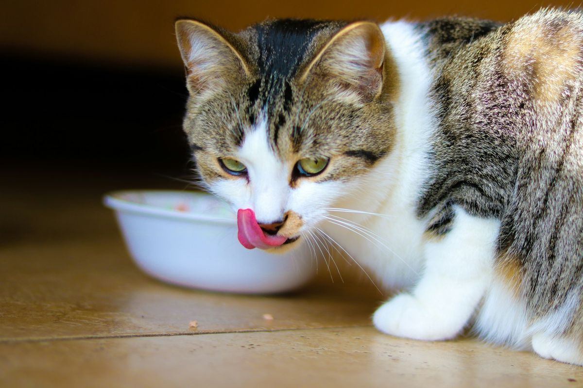 Kucing Makan Berapa Kali Sehari? Ini Panduannya Agar Tak Berlebihan