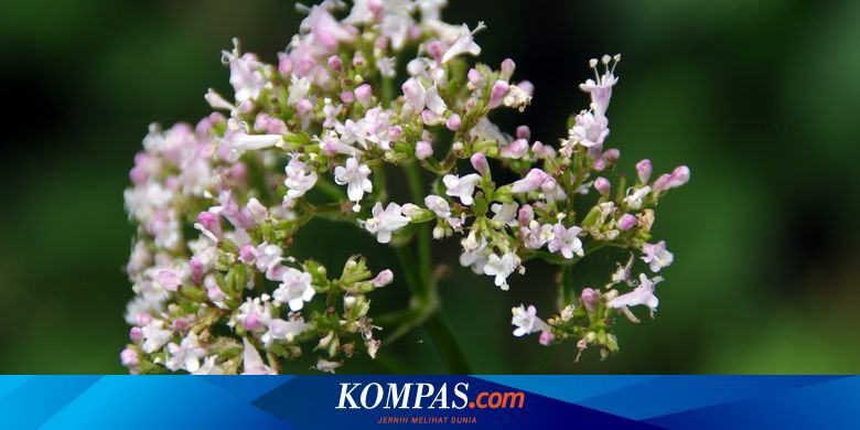 5 Pilihan Tanaman Obat yang Bisa Ditanam di Rumah Halaman all - Kompas.com
