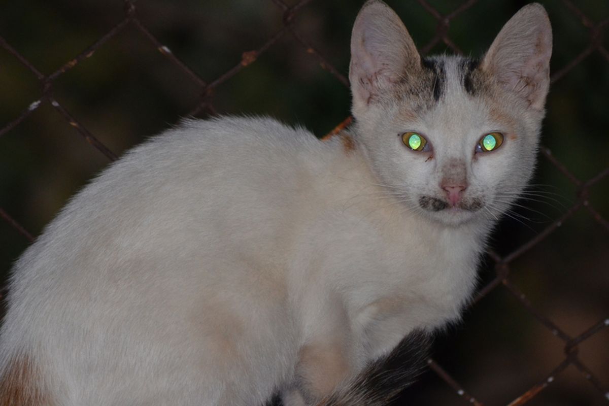 Mengapa Mata Kucing Bersinar di Kegelapan? Ini Penjelasan Ilmiahnya