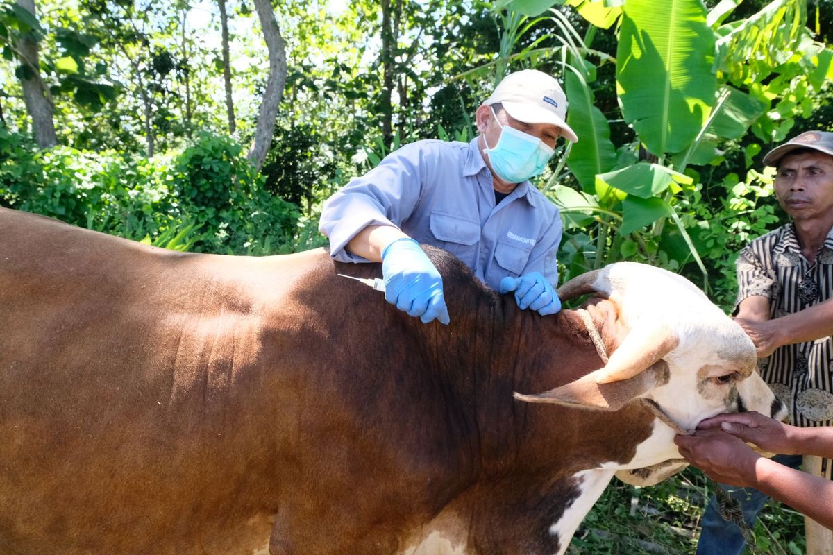 Muncul Lagi Sapi Mati karena Antraks di Gunungkidul dan Tradisi Brandu yang Jadi Perhatian Sri ...