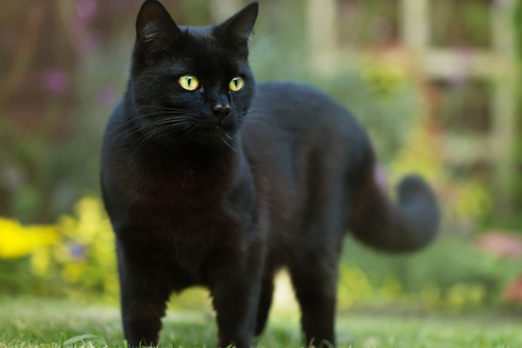 7 Fakta Menarik Kucing Hitam, Ternyata Bawa Keberuntungan