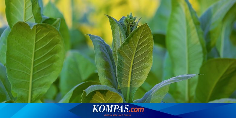 Pakar UM Surabaya: Tembakau Efektif sebagai Larvasida Nyamuk Aedes