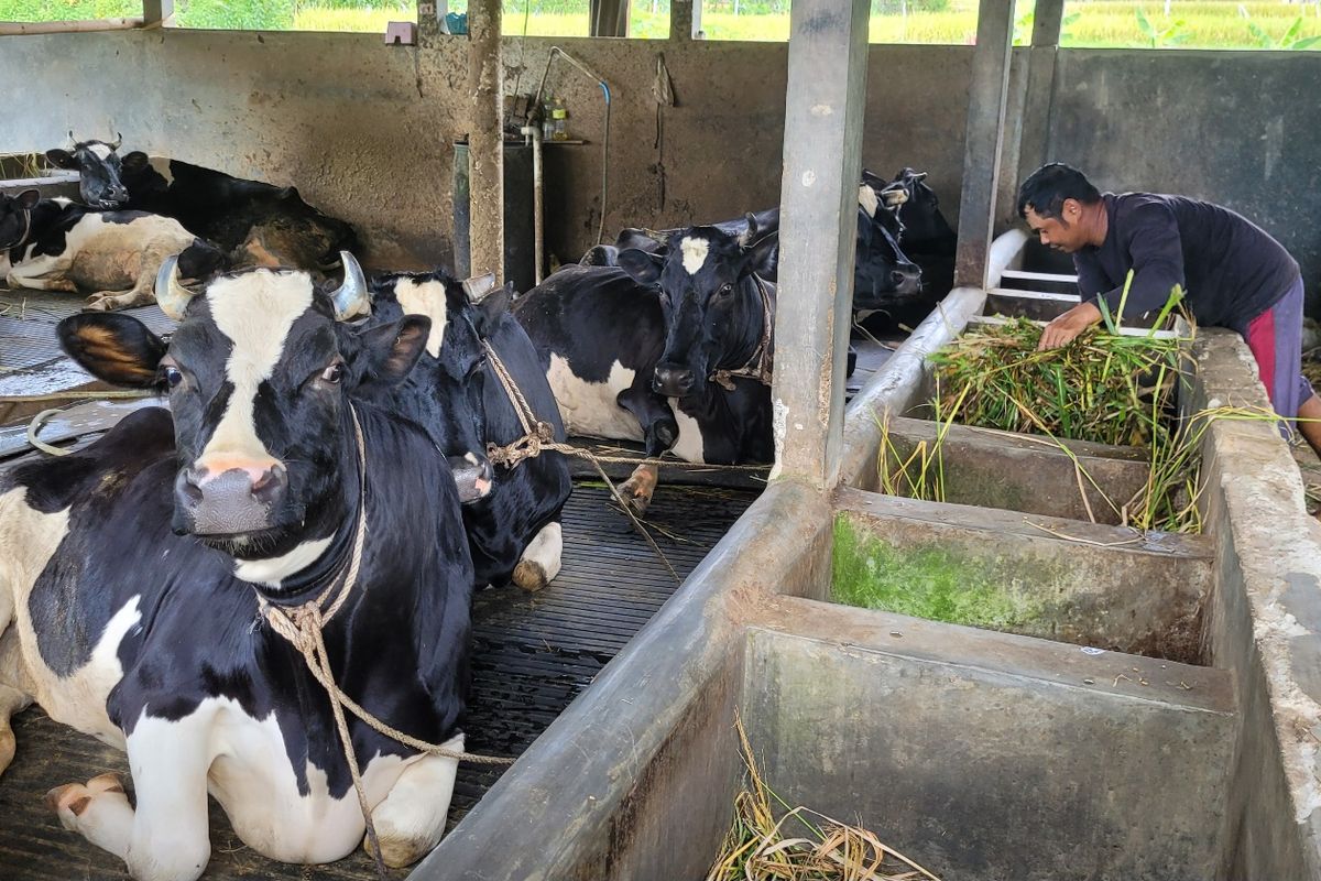 Kata Peternak Banyumas soal Rencana Impor Sapi Perah