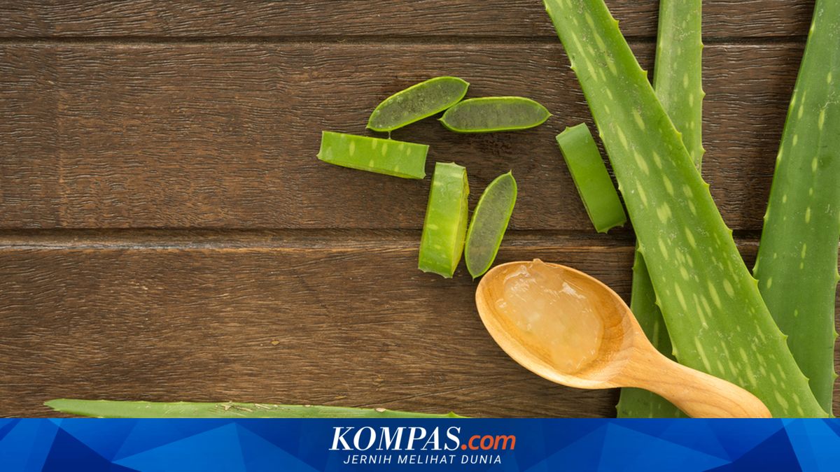 Cara Membuat Masker Lidah Buaya agar Tidak Gatal