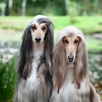 Bikin Gemas, 7 Ras Anjing Berbulu Panjang Paling Populer