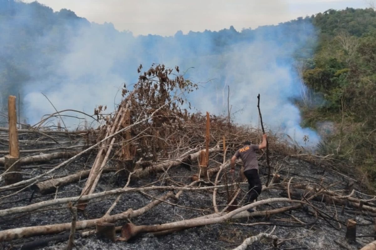 Ngaku Mau Tanam Sawit, Tiga Pria Nekat Bakar Hutan Lindung Bukit Betabuh