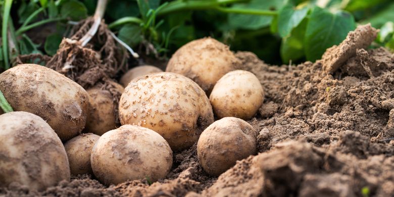 Cara Menanam Kentang yang Benar agar Umbinya Besar