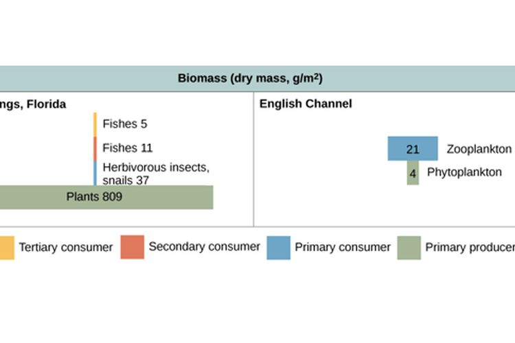Piramida Biomassa: Pengertian dan Contohnya