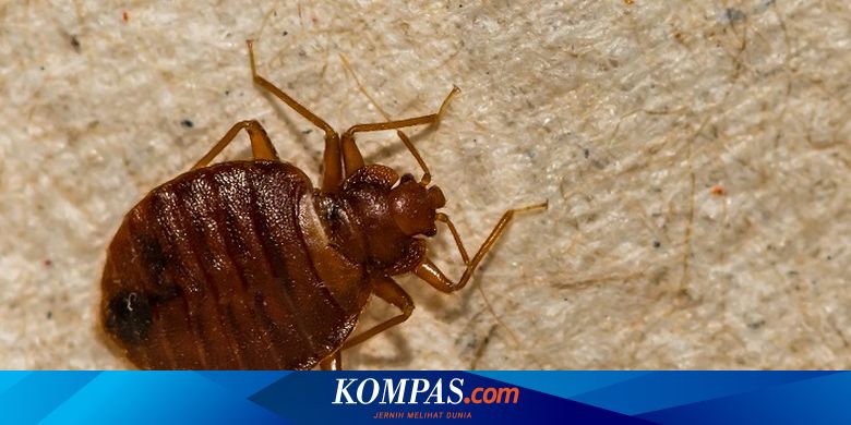 Asal Usul Kutu Busuk dan Area Persembunyiaannya di Rumah
