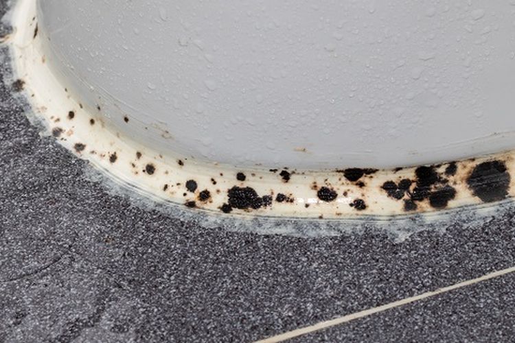 Penyebab Jamur Hitam di Kamar Mandi dan Cara Membersihkannya
