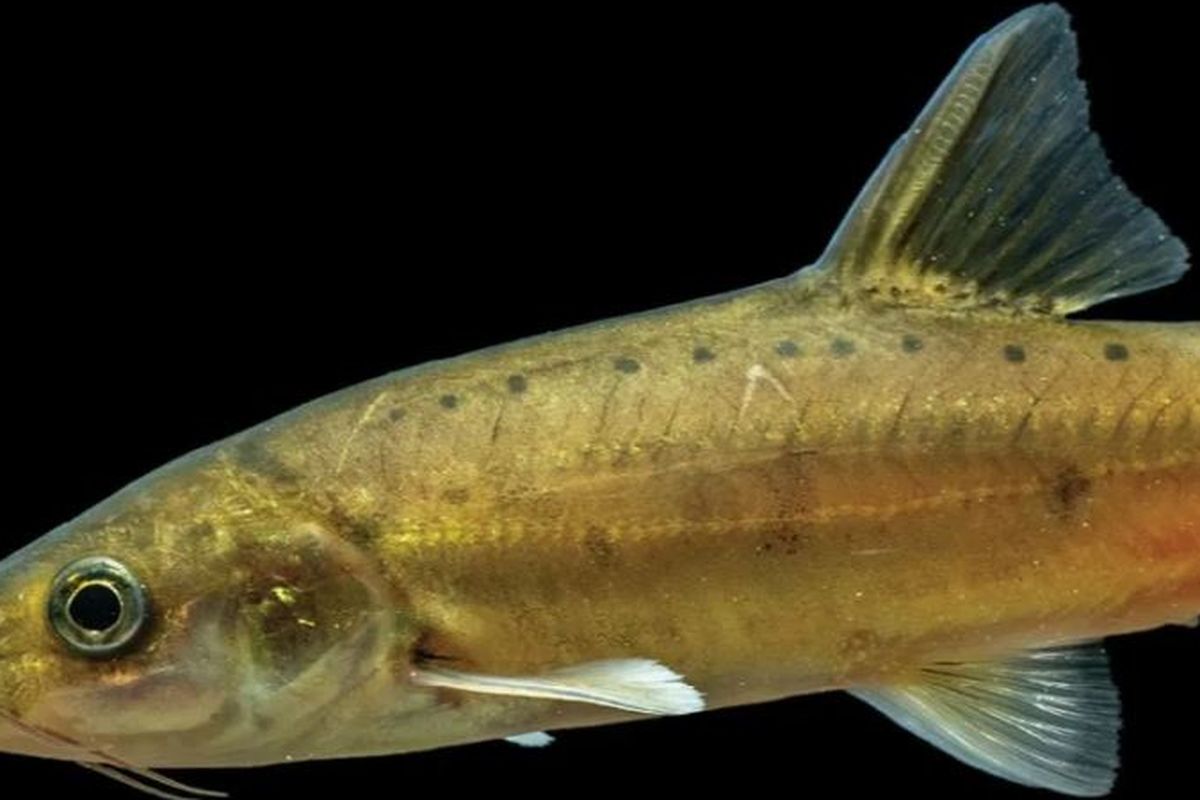 Spesies Baru Ikan Emas Tanpa Sisik Ditemukan di Kedalaman Gua China