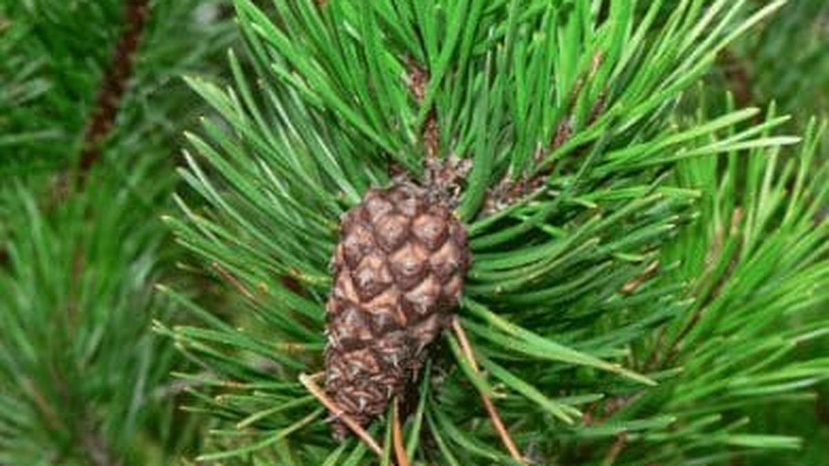 Perbedaan dan Persamaan Gymnospermae dan Angiospermae