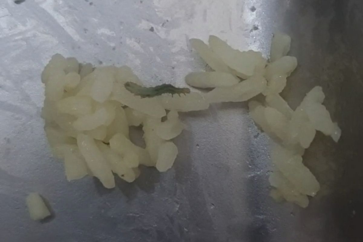 Menu MBG di Bangkalan Berisi Ulat dan Belatung, Wabup: Kami Laporkan ke BGN