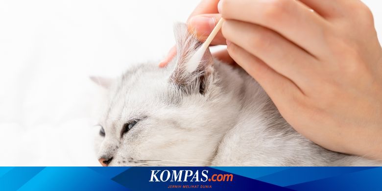 Cara Membersihkan Telinga Kucing dengan Benar