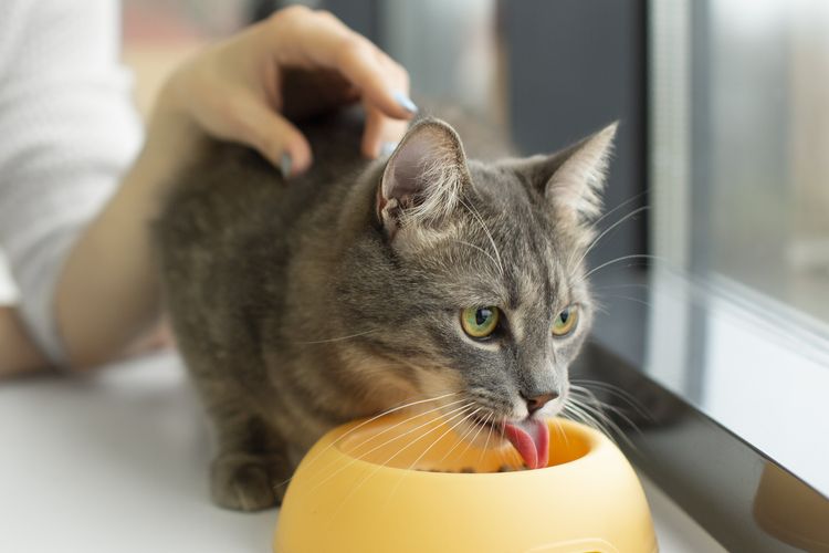 Berapa Banyak Kucing Harus Diberi Makan?