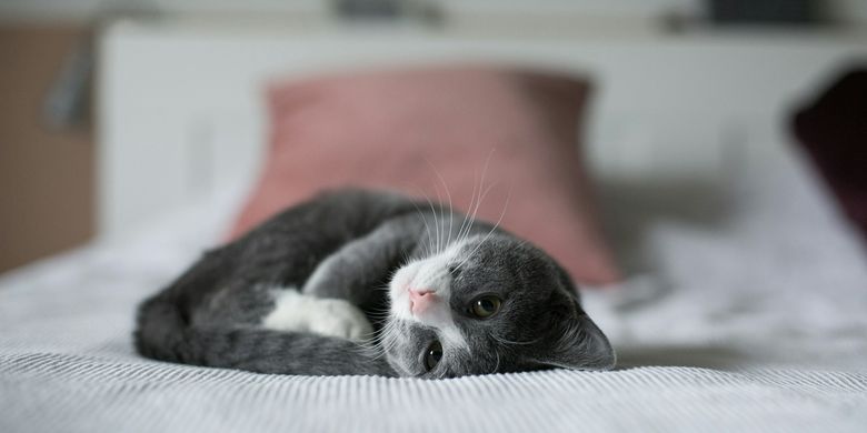 Mengapa Kucing Lebih Sering Tidur Miring ke Kiri? Ini Penjelasan Ilmiahnya
