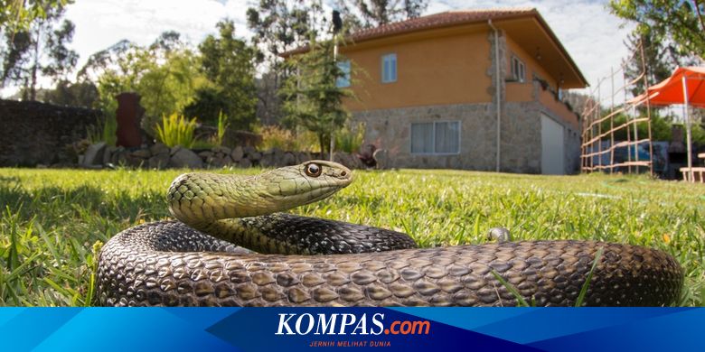 5 Cara Ular Masuk ke Rumah Saat Cuaca Panas